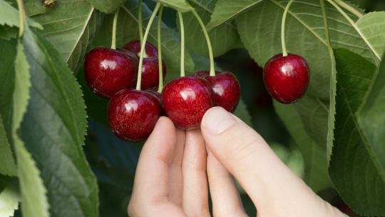 Home Northwest Cherry Growers